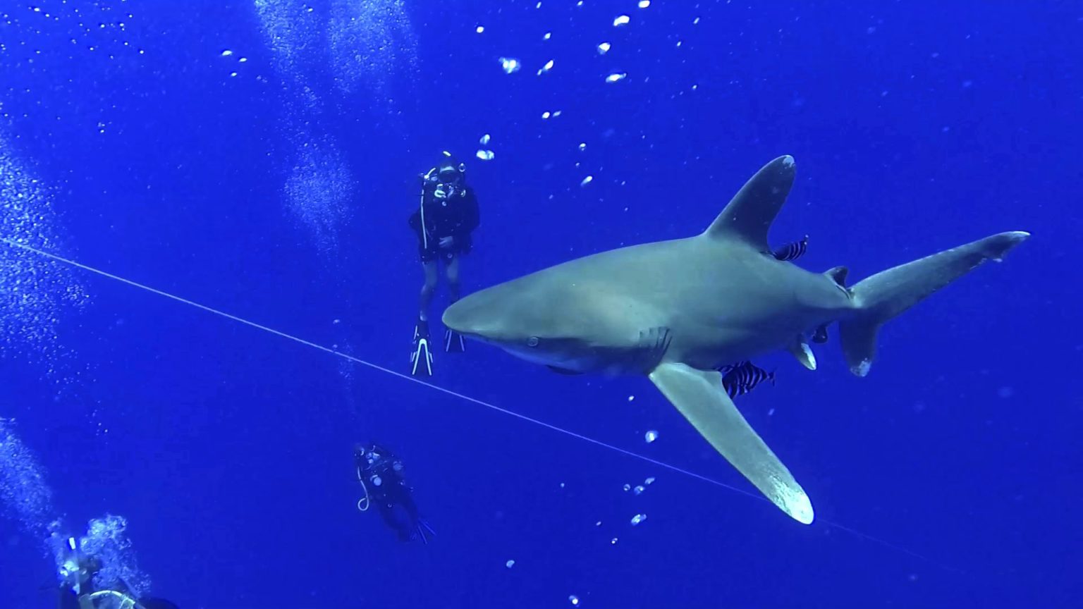 Mit Haien tauchen - Tauchsafari in Ägypten - Travellers' Journey